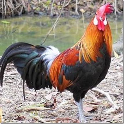 Red Rooster | Frank Hudson